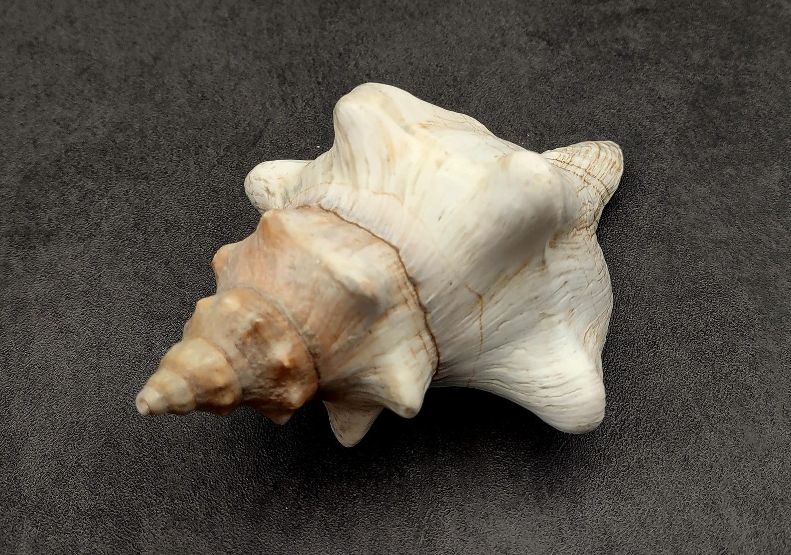 Large Fox Seashell Fasciolaria Trapezium (1 Shell Approx. 5+ Inches ...