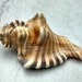 Pearlized Wavy Turban Shell Astraea Turbanicum 1 Shell Approx. 4 Inches ...