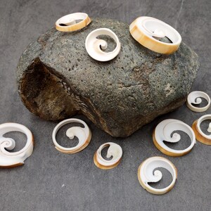 Ring Cut Tibia Conch Seashells White Brown Sliced Tibia Curta (10 ...