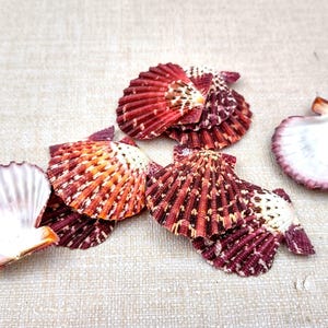 Royal Cloak Scallop Seashells Pecten Pallium (10 Shells Approx. 1 ...