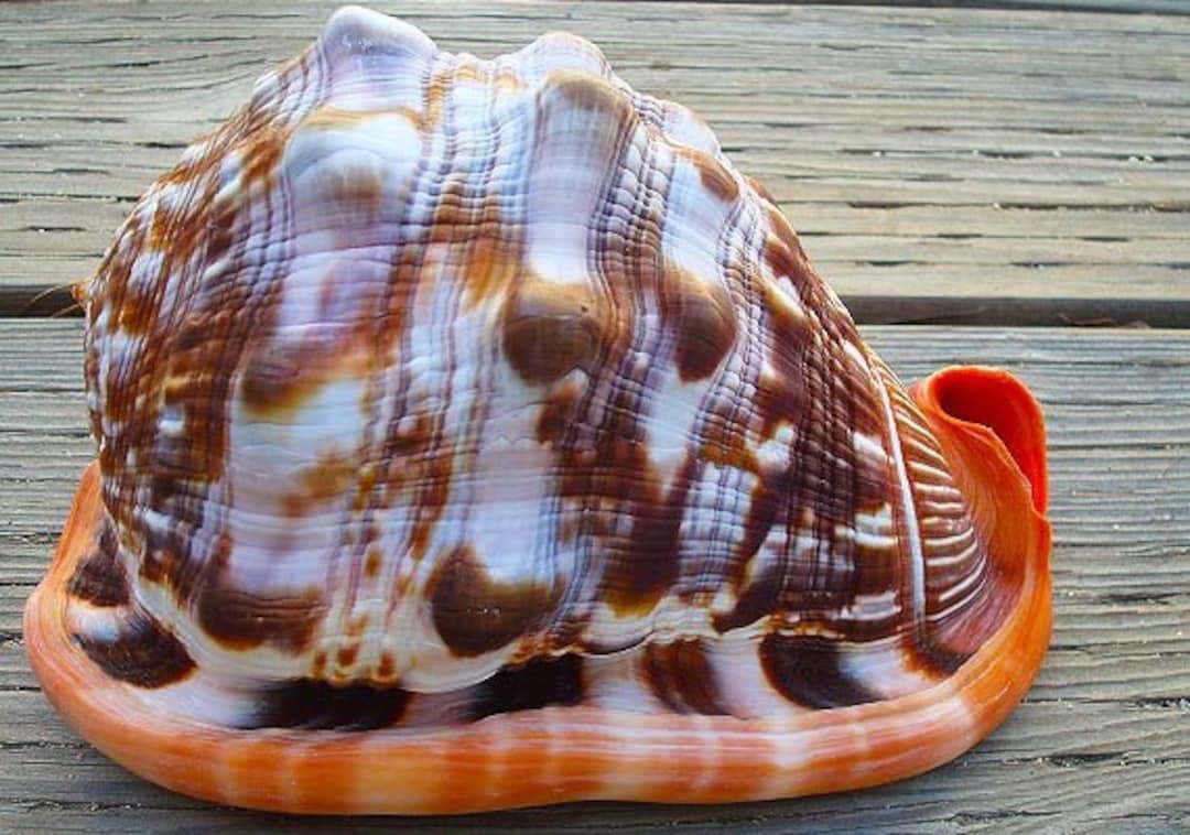 Bullmouth Helmet Seashell Cassis Rufa 1 Shell, Approx. 5-6 Inches - Etsy