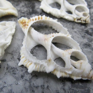 Frilled Frog Center Cut Shells Bursa Rana 5 Shells Approx. 1.5-3 Inches ...