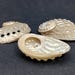 BIG Natural Cypraea Tigris for Decor Conch, Large Sea Snail Shell ...