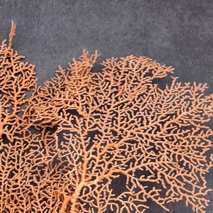 Red Orange Sea Fan Coral Echinogorgia SP (1 Fan Approx. 7-9+ Inches ...