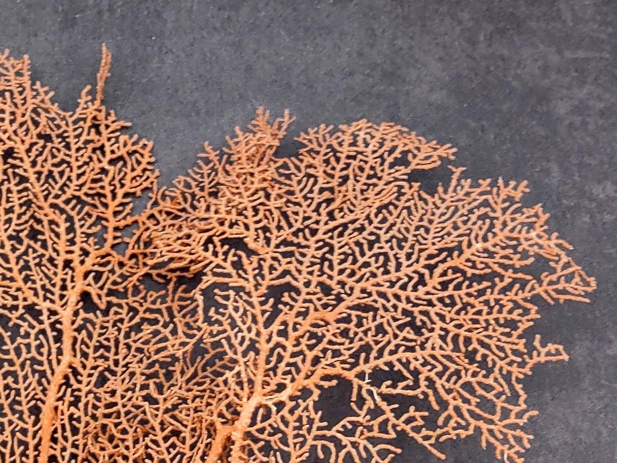 Red Orange Sea Fan Coral Echinogorgia SP (1 Fan Approx. 7-9+ Inches ...