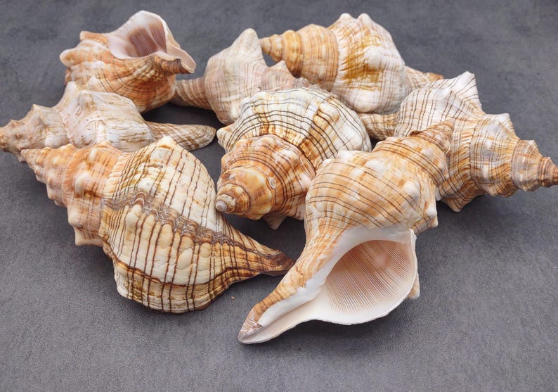 Large Fox Seashell Fasciolaria Trapezium (1 Shell Approx. 5+ Inches ...