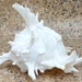 Giant Frog Seashell Bursa Bubo 1 Shell 4-5 Inches - Etsy