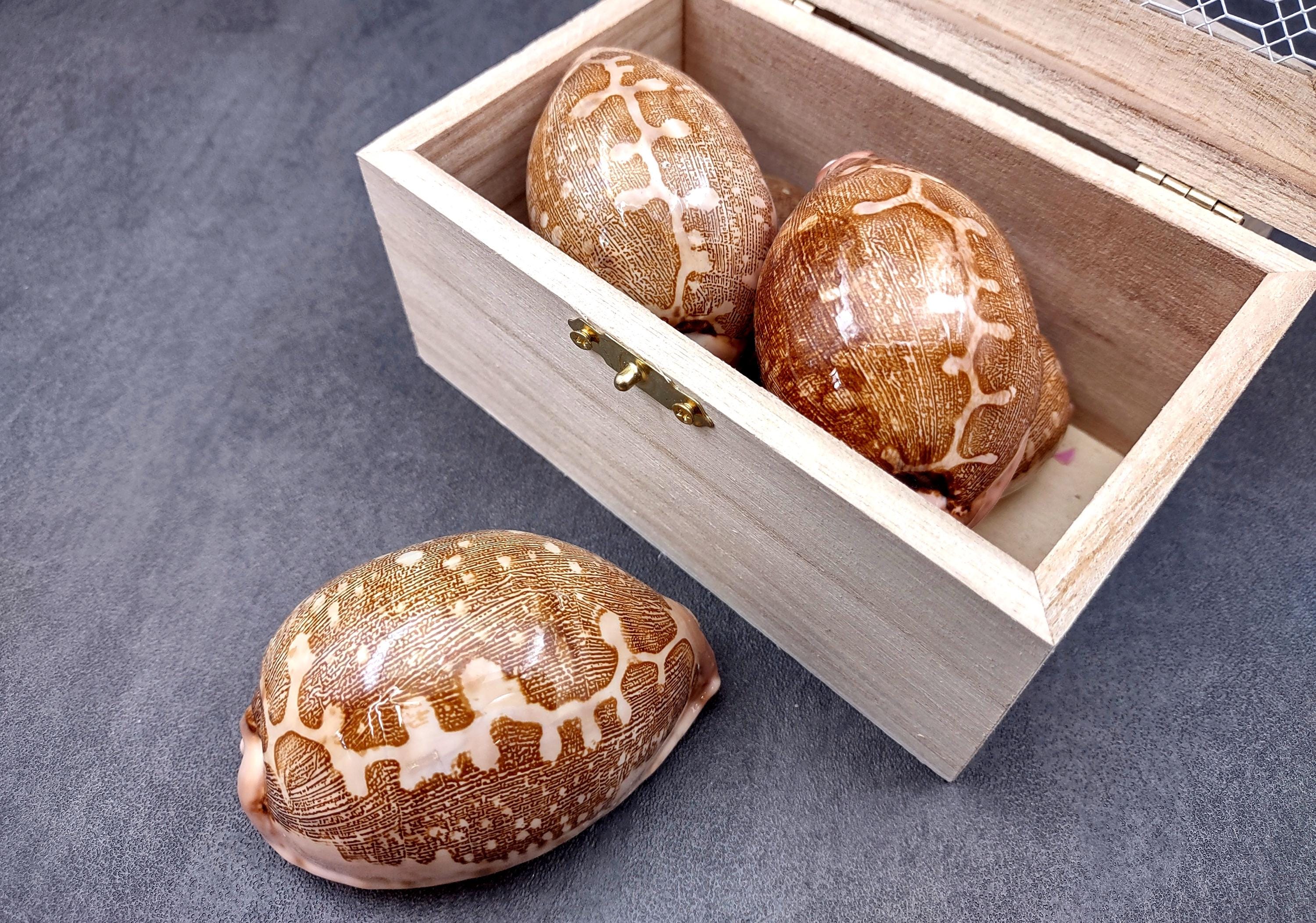 Ancient Map Cowrie Seashell Brown Cypraea Mappa (1 Shell Approx. 2.5 ...
