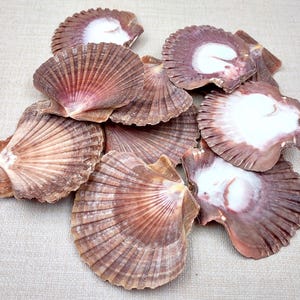 Mexican Flat Scallop Seashells Pecten Vogdesi (10 Shells Approx. 2 ...