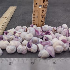 Cebu Beauty Violet Coral Seashells Coralliophila Neritoidea (approx. 40 ...