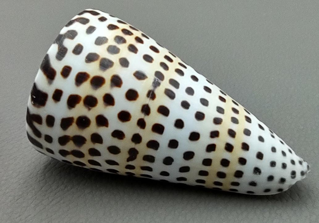 Lettered Alphabet Cone Seashell Conus Litteratus (1 Shell Approx. 3 ...