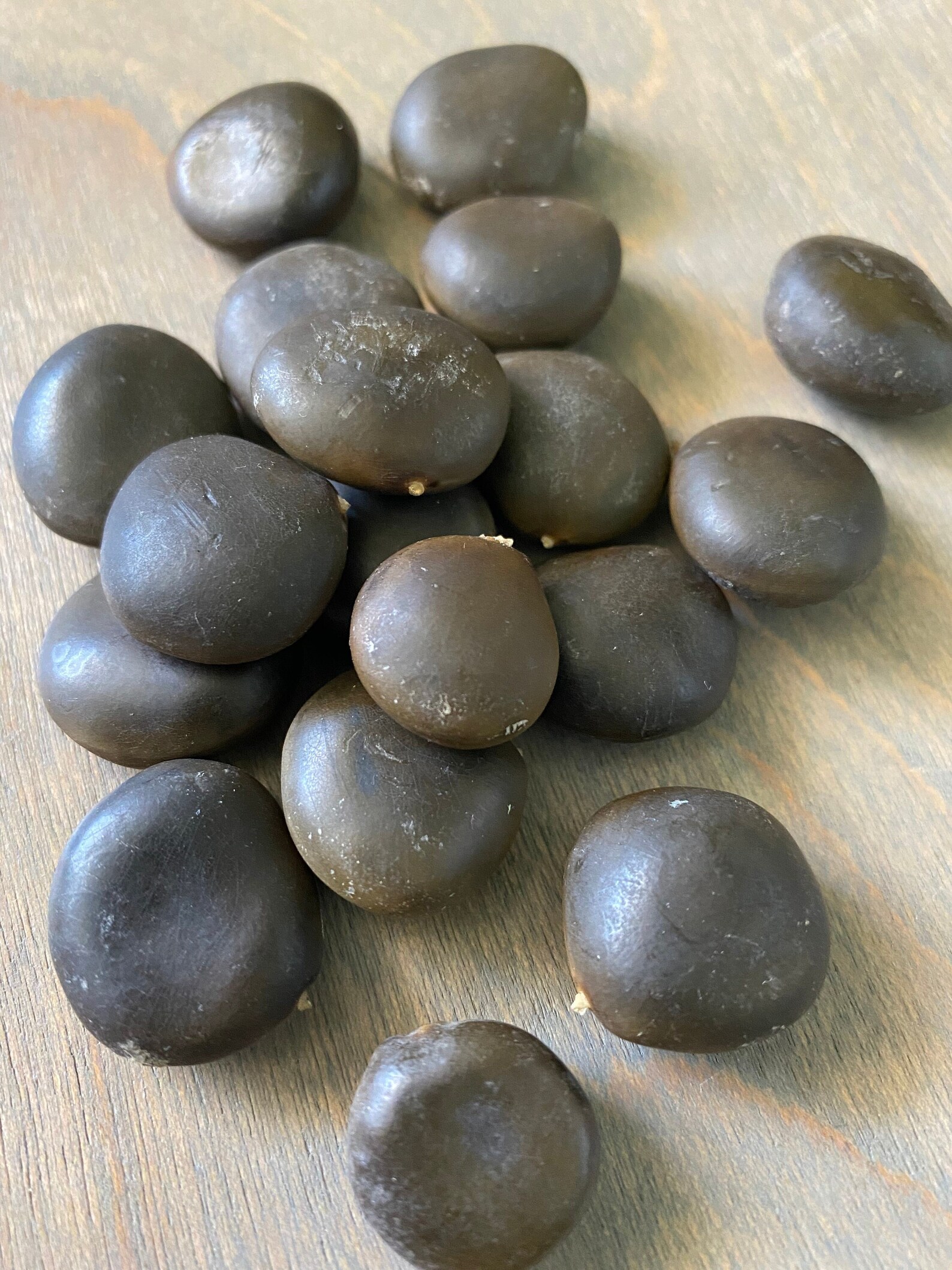 5 Kentucky Coffee Tree Seeds (gymnocladus Dioicus) - Etsy