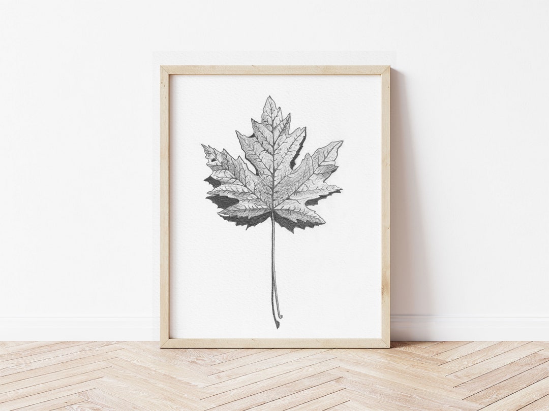 Printable Wall Art Instant Download Pencil Graphite Drawing Maple Leaf ...