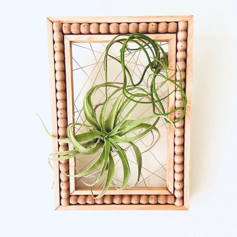 Air Plant Frame - Etsy