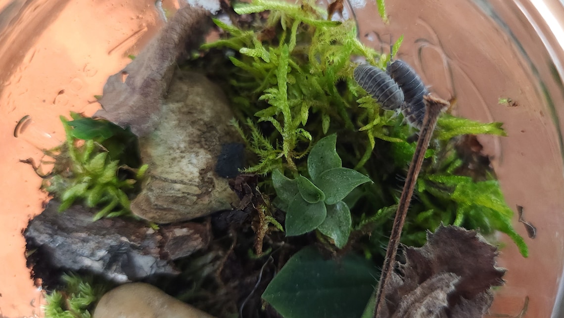 Build Your Own Self Sustaining Terrarium and Made by Hand Premade Mason ...