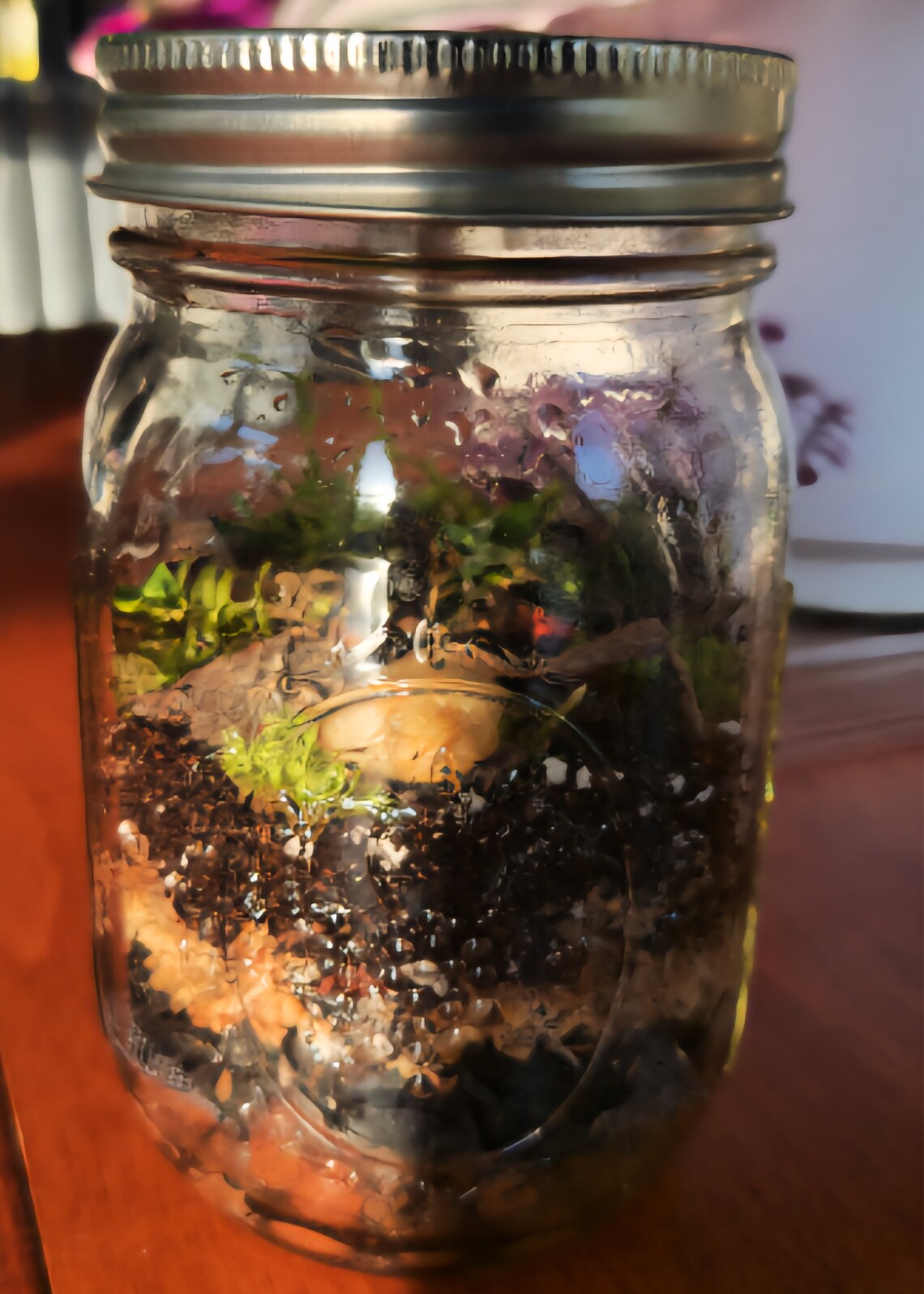 Build Your Own Self Sustaining Terrarium and Made by Hand Premade Mason ...