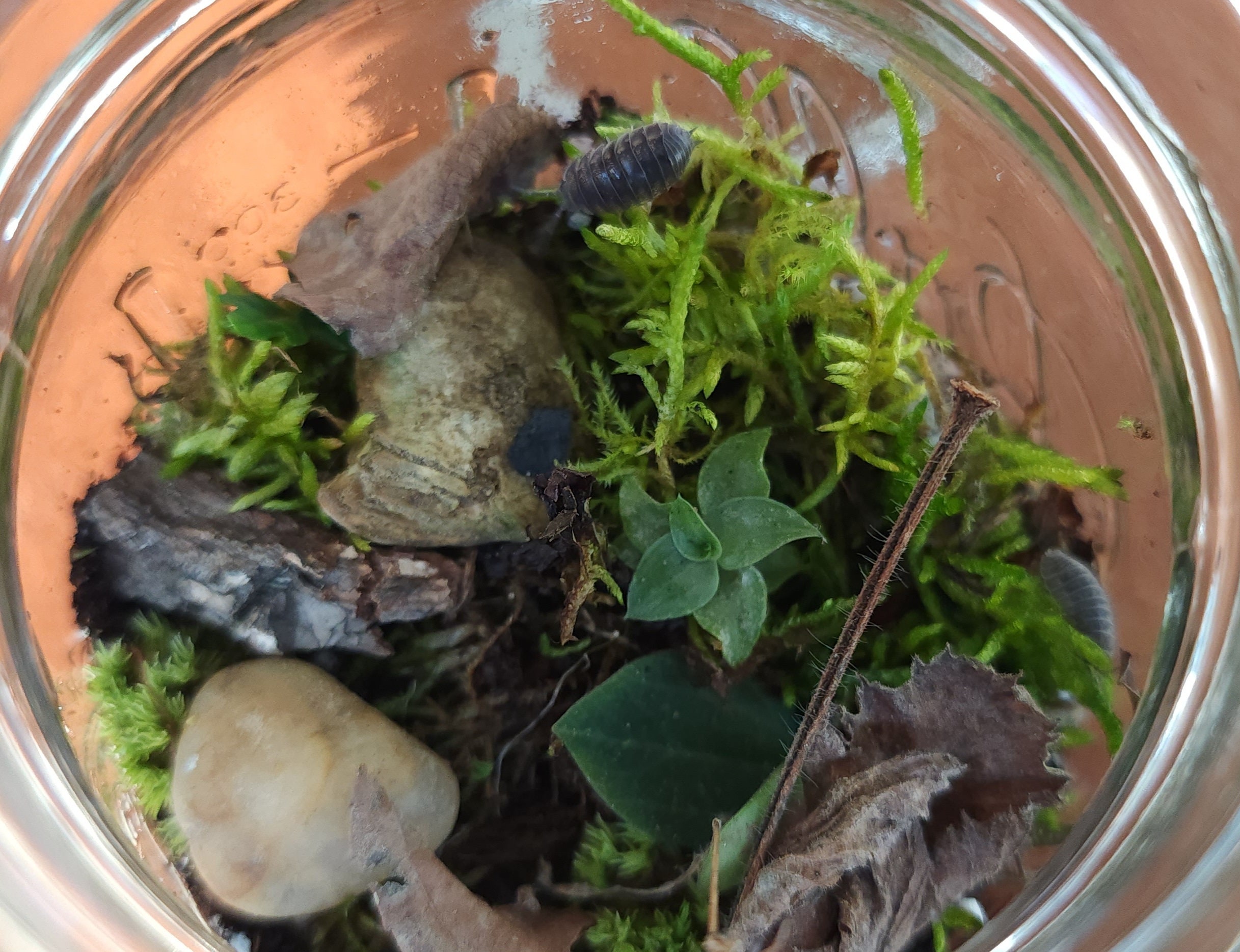 Build Your Own Self Sustaining Terrarium and Made by Hand Premade Mason ...