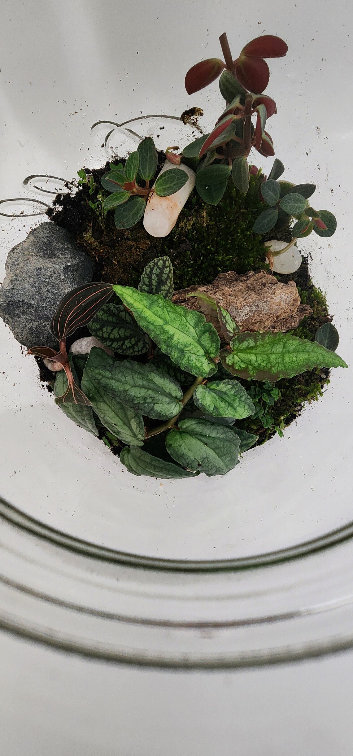 Build Your Own Self Sustaining Terrarium and Made by Hand Premade Mason ...