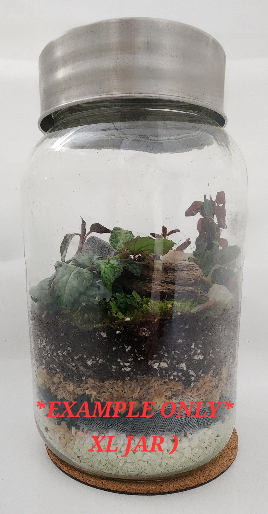 Build Your Own Self Sustaining Terrarium and Made by Hand Premade Mason ...
