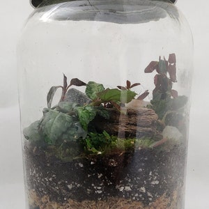 Build Your Own Self Sustaining Terrarium and Made by Hand Premade Mason ...