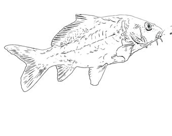 Food Coloring Page, Fish Coloring Page, Instant Download - Etsy