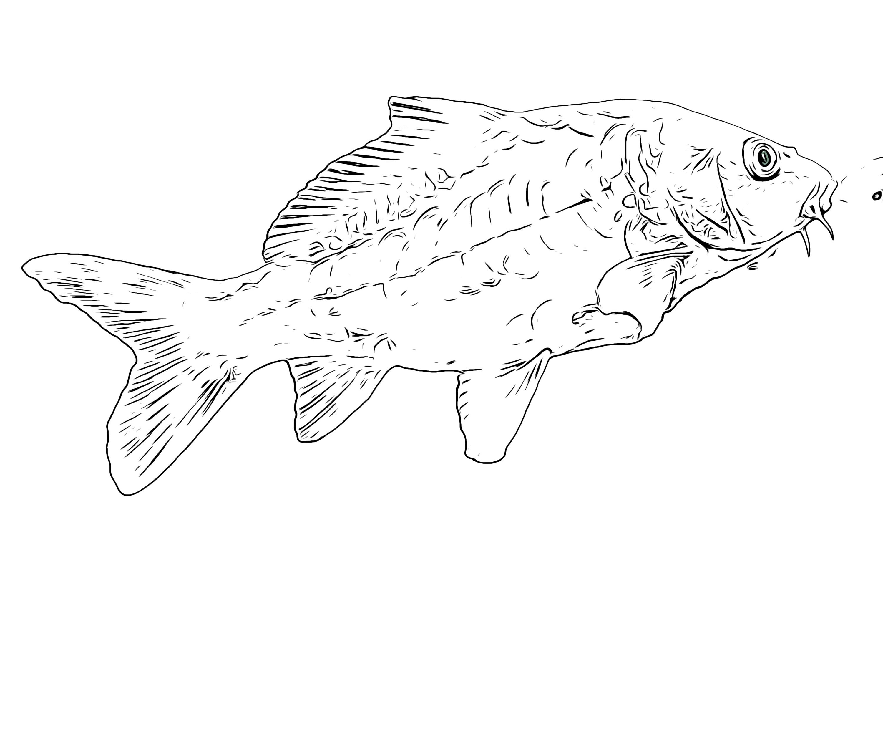 Fish Coloring Page - Etsy
