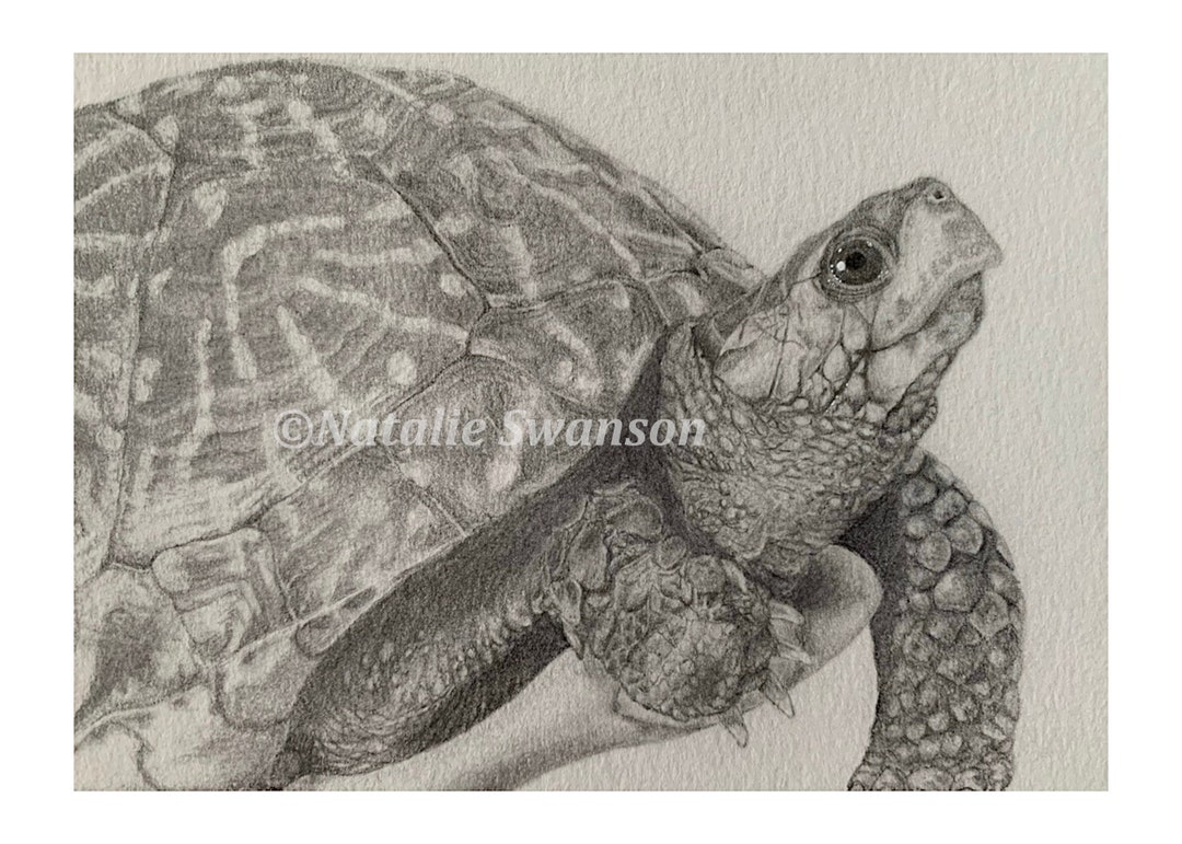FL Box Turtle Print Original Art Graphite 5x7 - Etsy