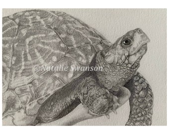 Graphite Turtle Art - Etsy