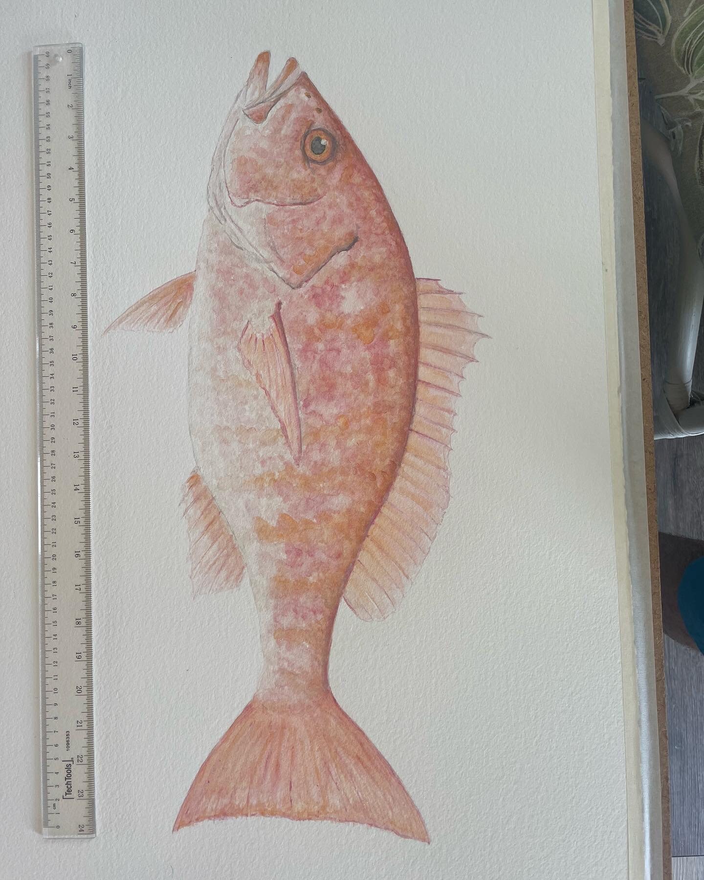 Red Snapper - Etsy