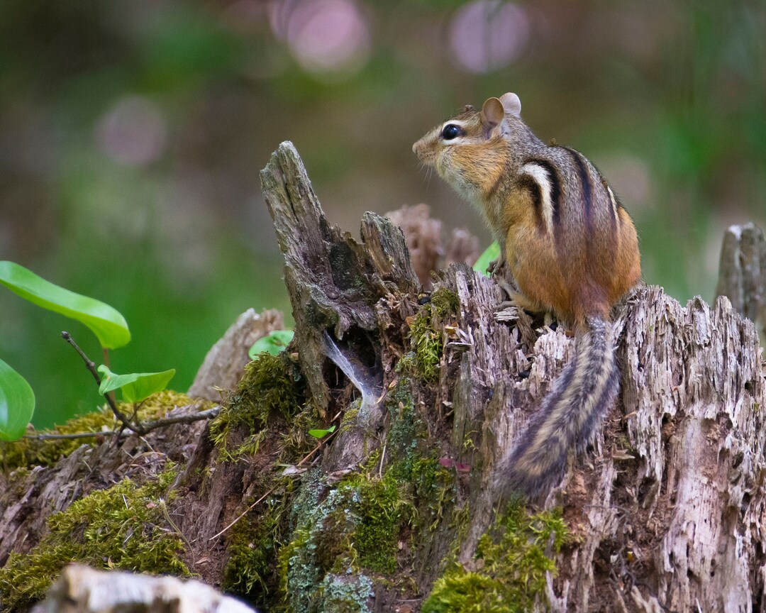 Chipmunk Print - Nature Photography - Chipmunk Decoration - Country and ...