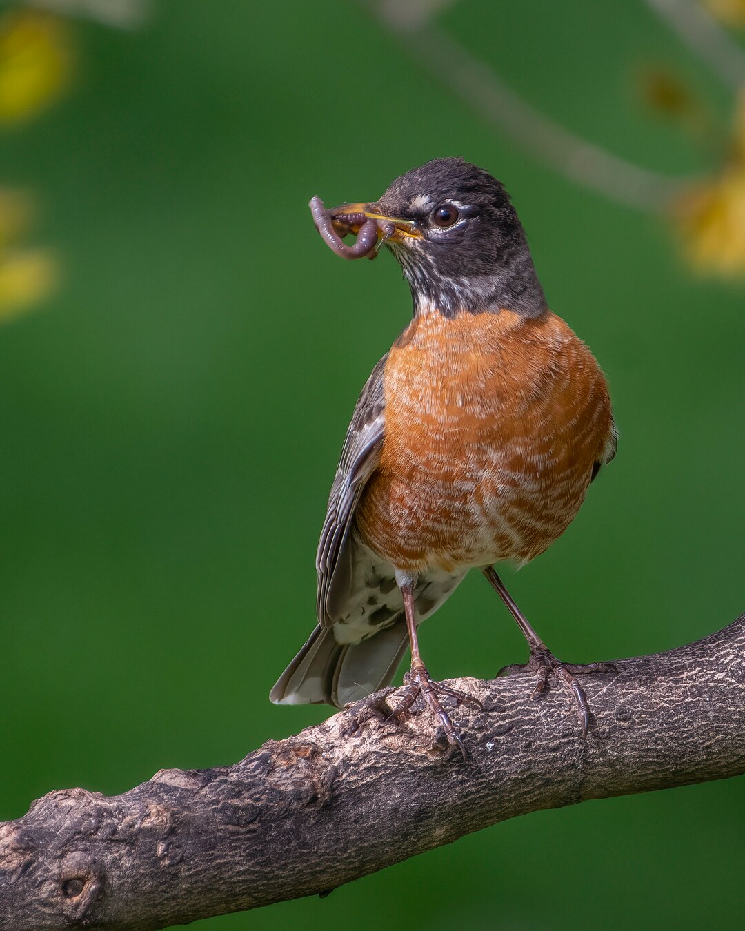 Robin Print - Nature Photography - Bird Decoration - Country and ...