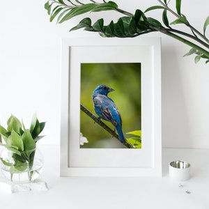 Indigo Bunting - Nature Photography - Bird Decoration - Country and ...