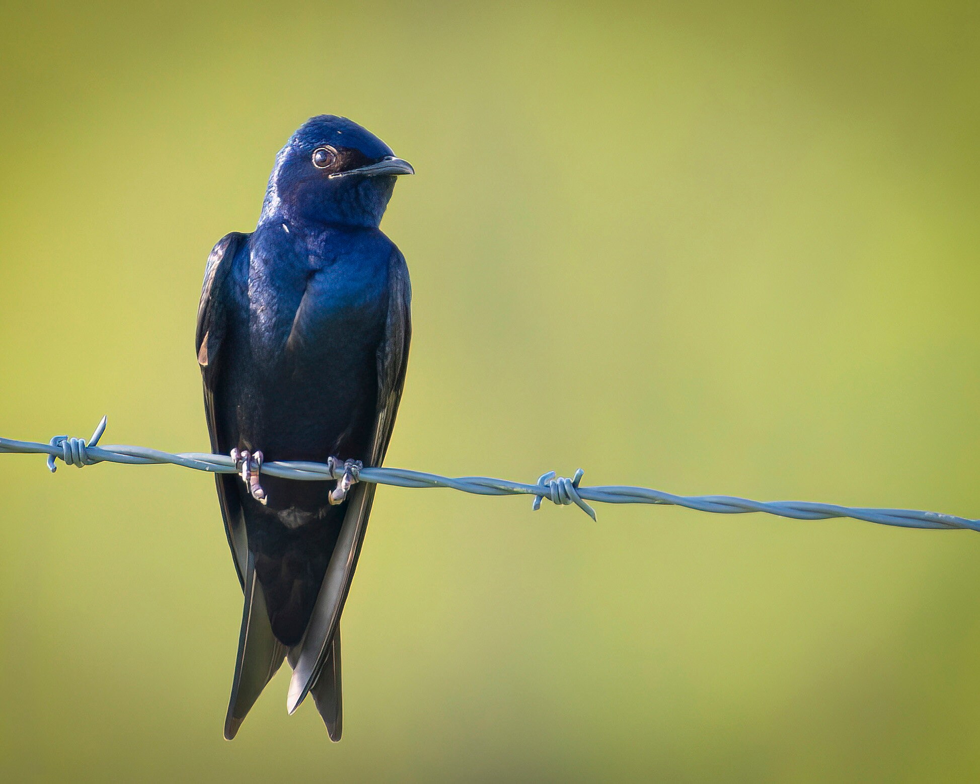 Purple Martin Print - Nature Photography - Bird Decoration - Country ...