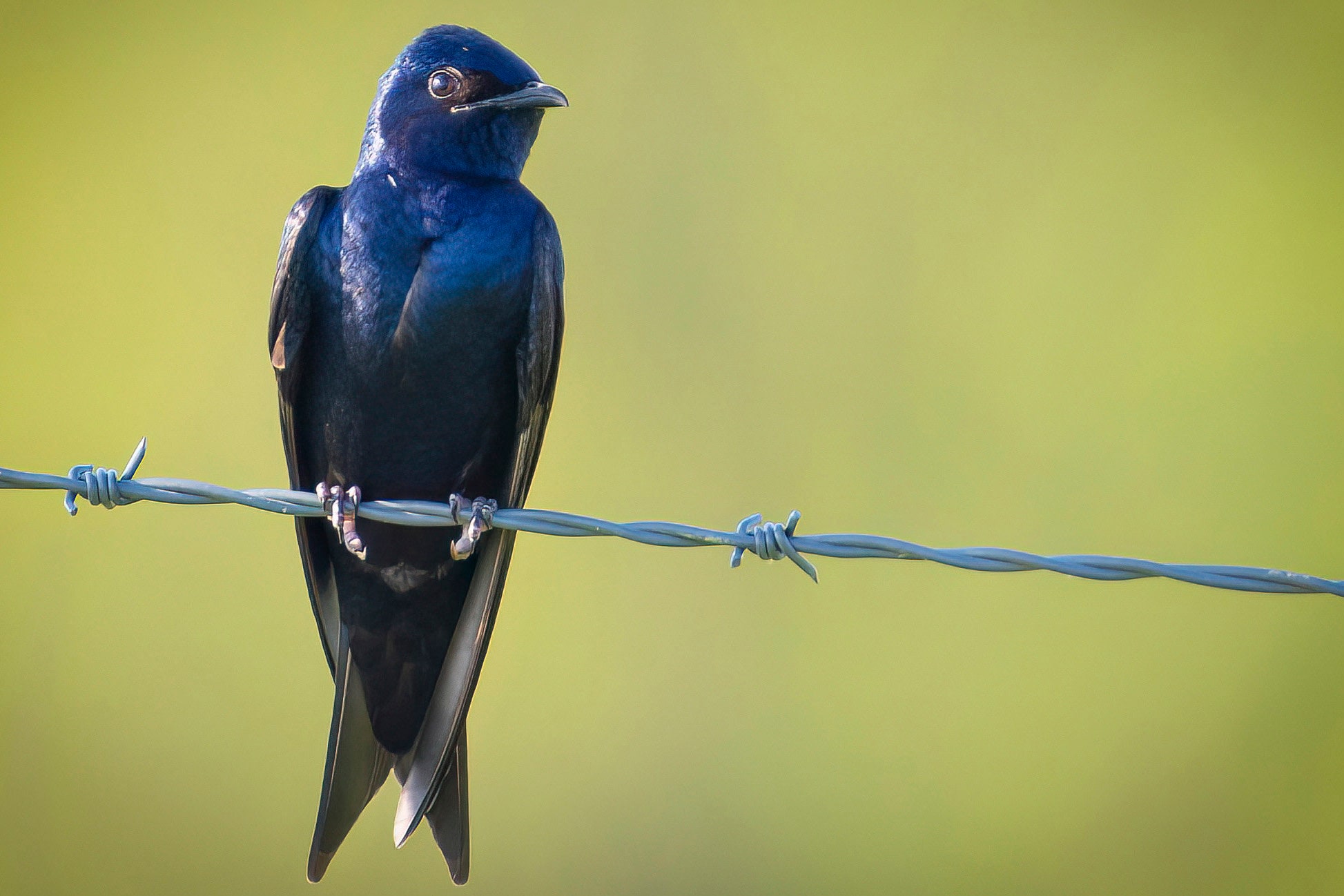 Purple Martin Print Nature Photography Bird Decoration Country and ...