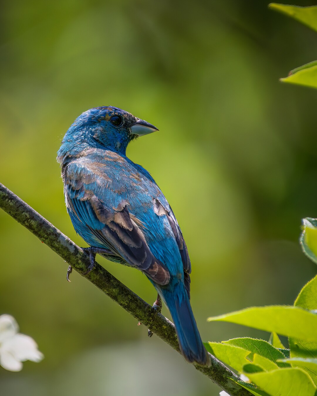 Indigo Bunting - Nature Photography - Bird Decoration - Country and ...