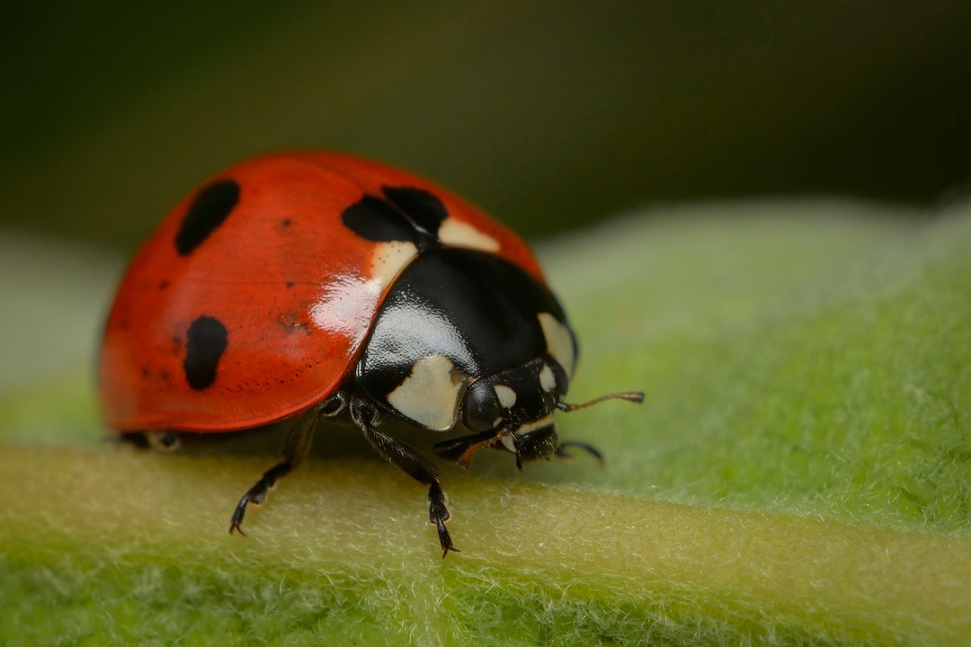 Ladybug Print - Nature Photography - Country and Cottagecore Decore - Etsy
