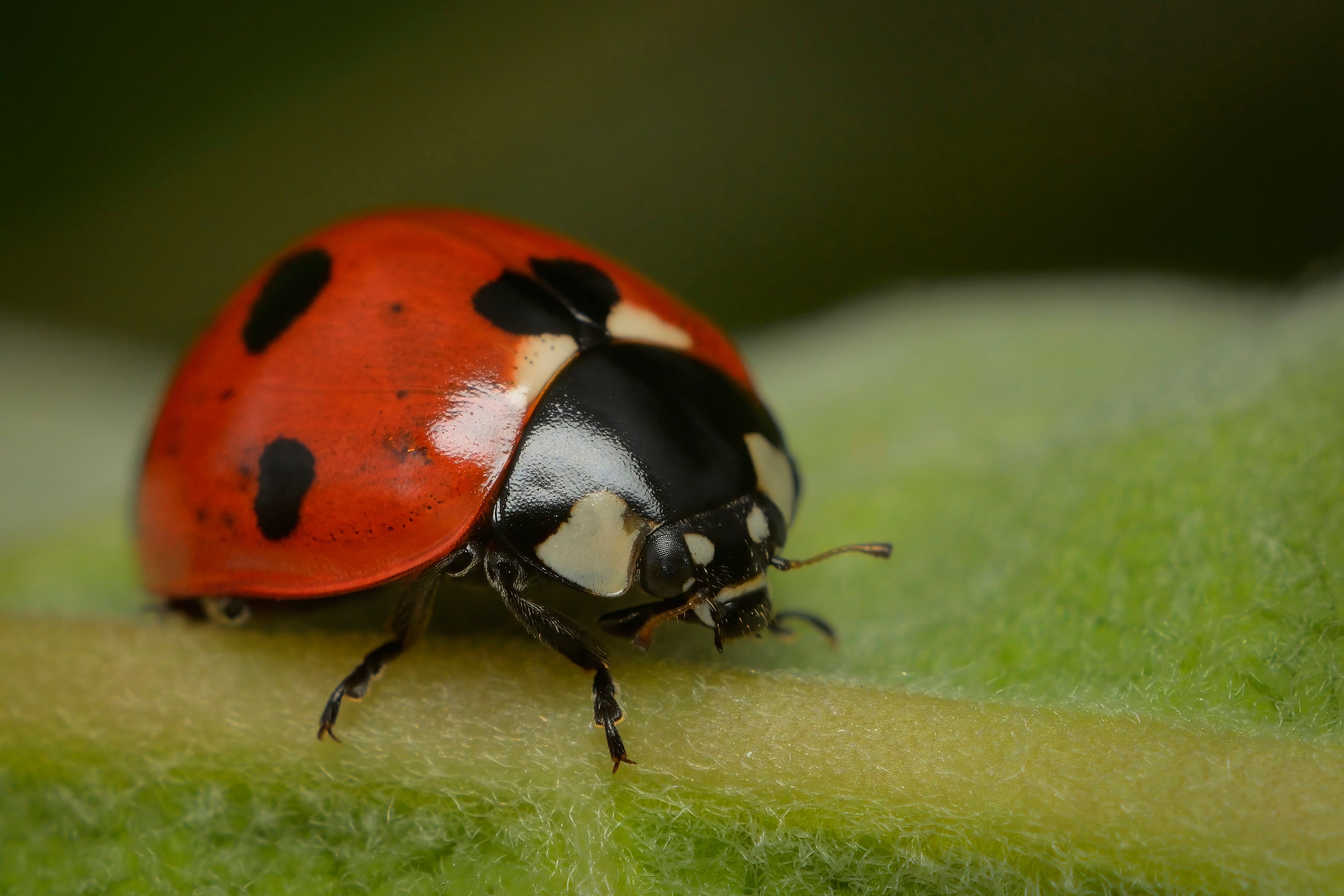 Ladybug Print - Nature Photography - Country and Cottagecore Decore - Etsy