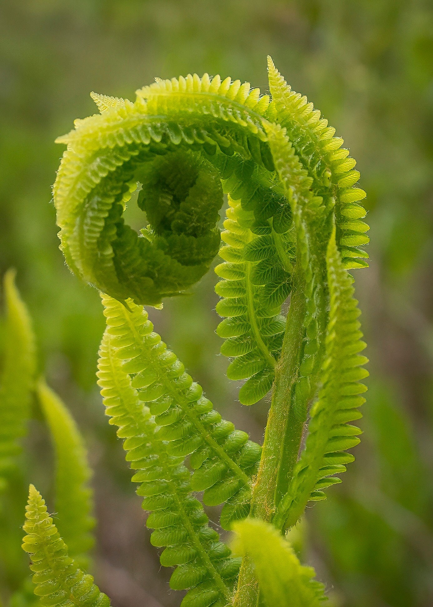 Ferns - Nature Photography - Plant Decore - Country and Cottagecore ...
