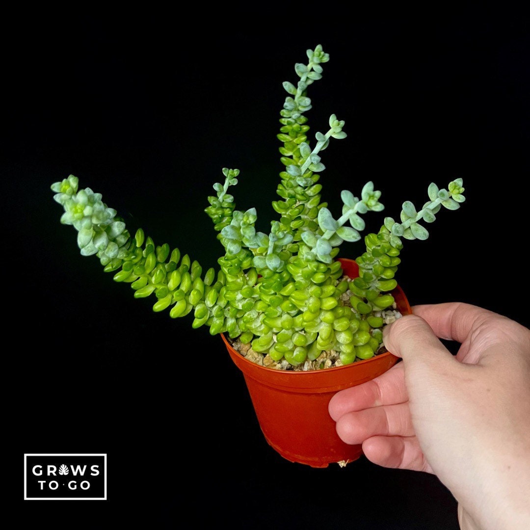 Burros Tail Donkeys Tail Succulent Exact Plant Free - Etsy