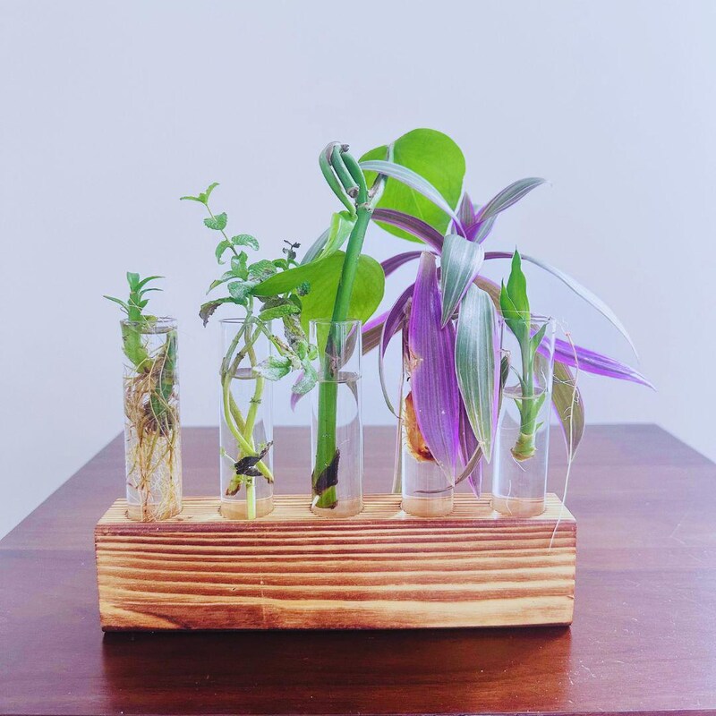 Glass Propagation - Etsy