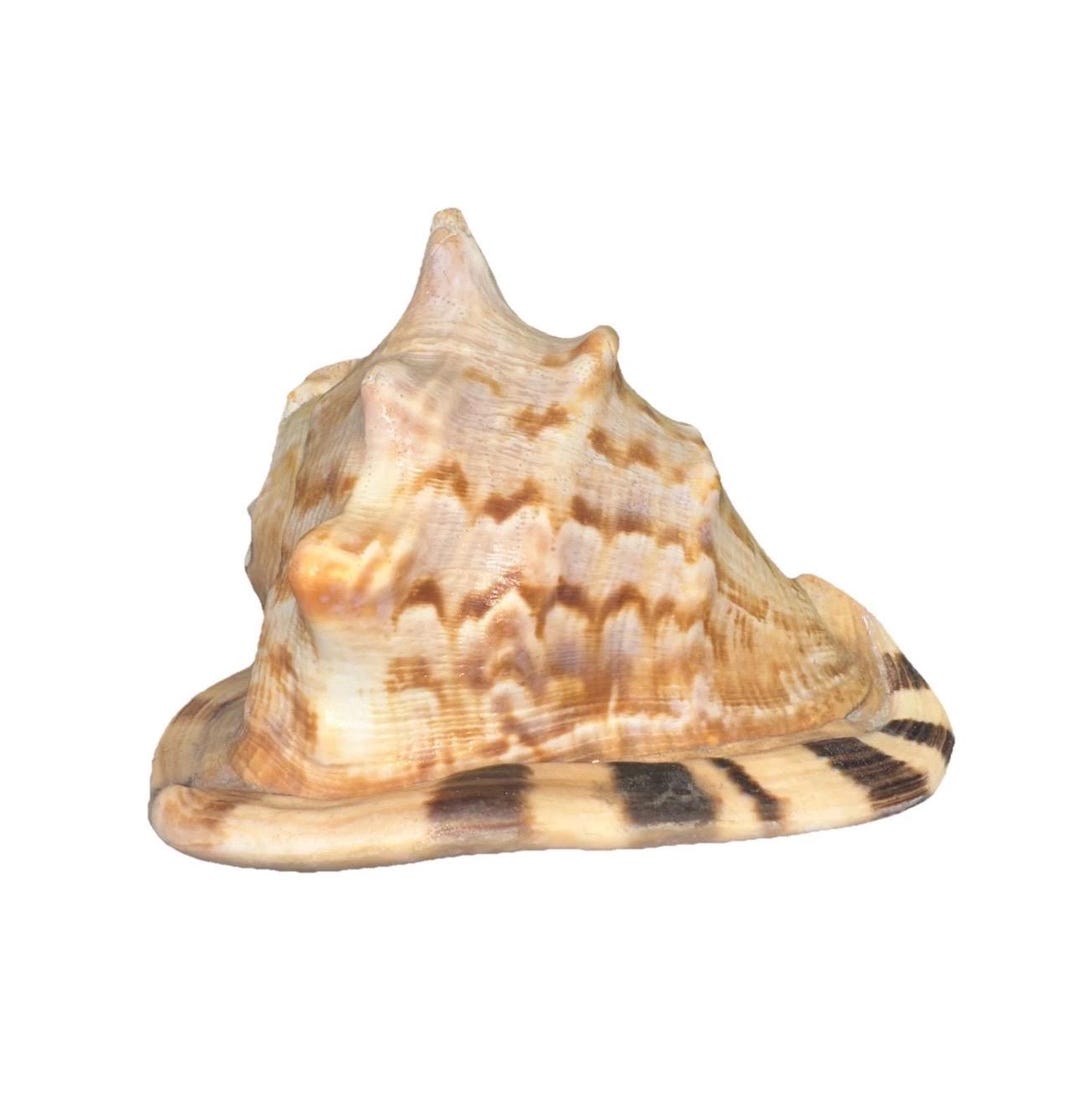 King Helmet Conch Sea Shell Tiger Striped Vintage Seashell Large - Etsy