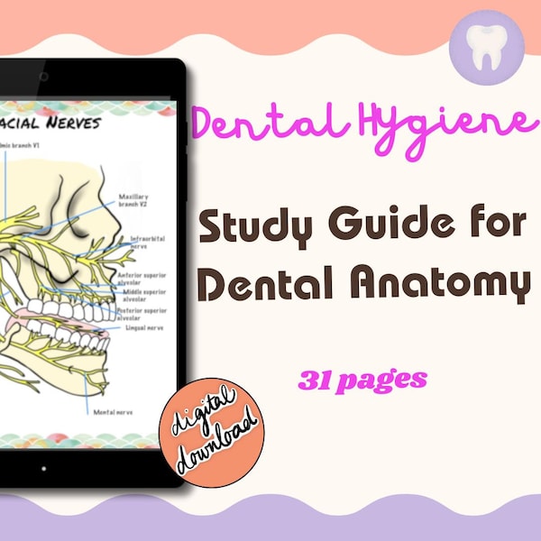 Dental Anatomy - Etsy