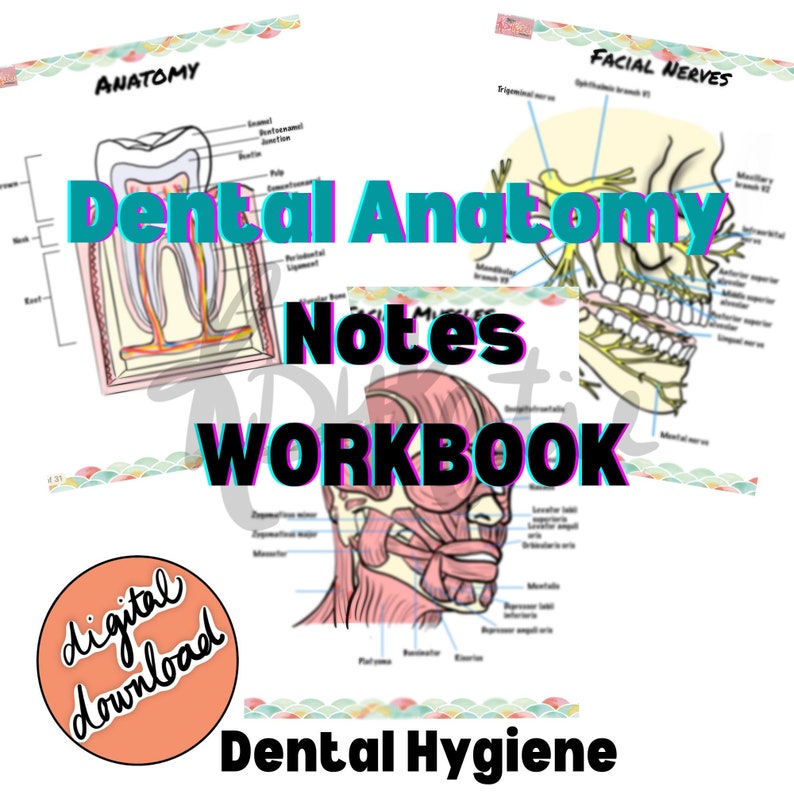 NOTES BUNDLE Dental Hygiene Anatomy Workbook Style Digital PDF - Etsy