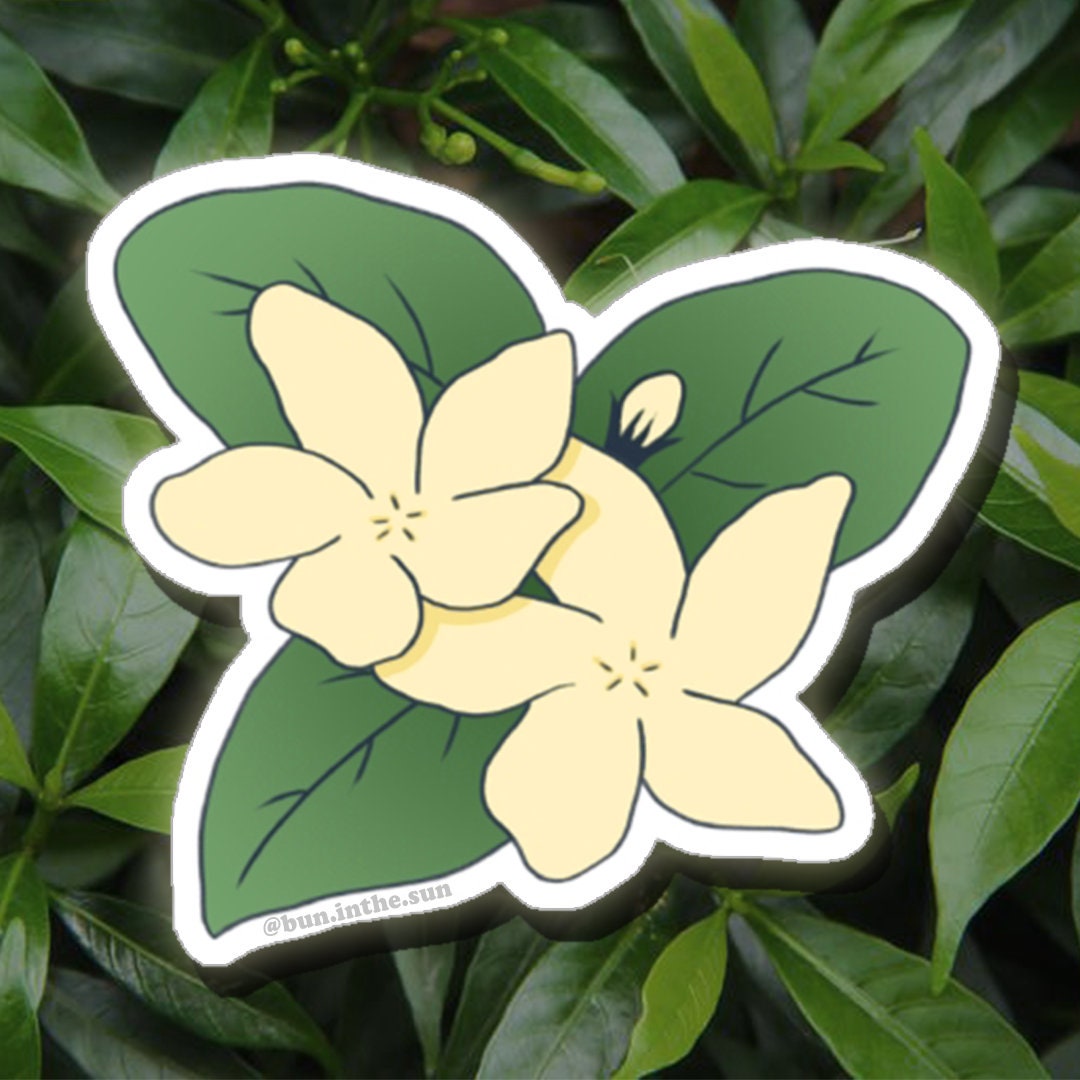 Sampaguita 2.7x2.3inch Sticker | Die Cut | National Flower of the ...