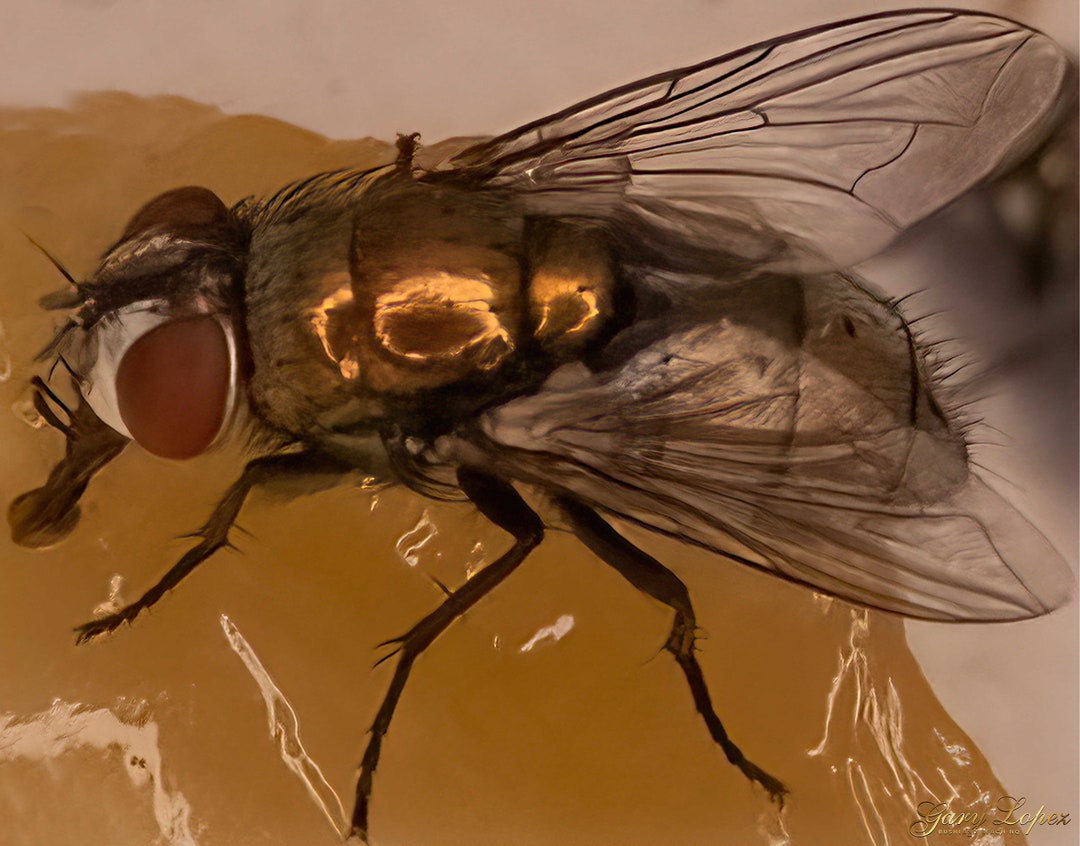 Housefly Macro Photography Print, Tropical North Queensland (digital ...