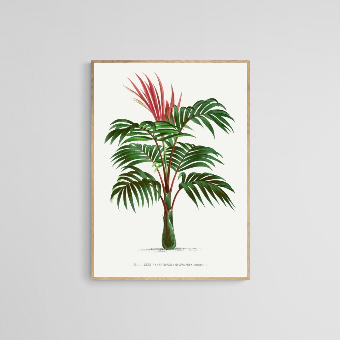 Vintage Kentia Palm Tree Illustration | Vintage Nature Wall Art ...