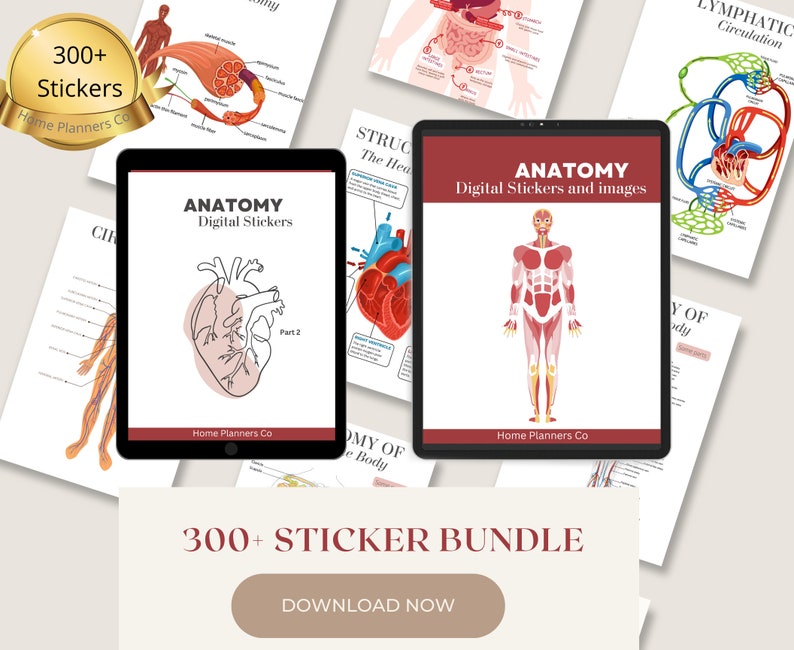 300 Anatomy Stickers Bundle Anatomy Organ Images Goodnotes - Etsy