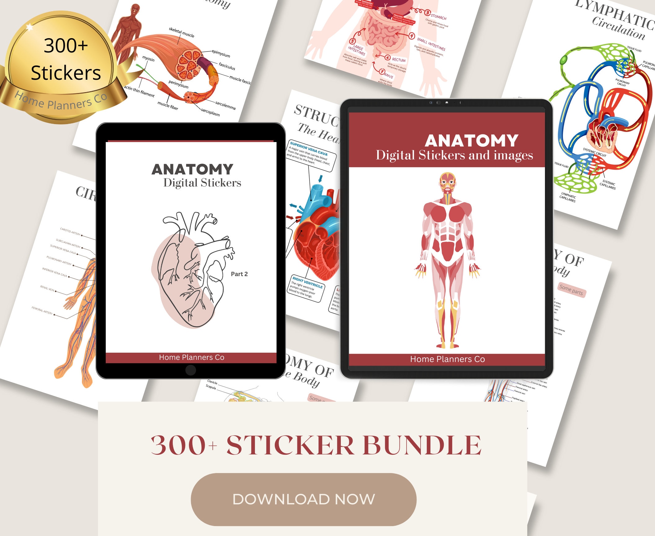 300 Anatomy Stickers Bundle Anatomy Organ Images Goodnotes - Etsy