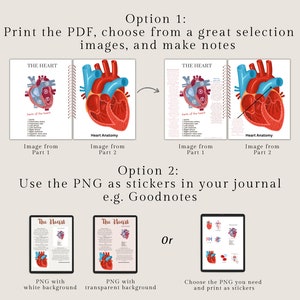 300+ Anatomy Stickers Bundle, Anatomy Organ Images, Goodnotes Stickers ...