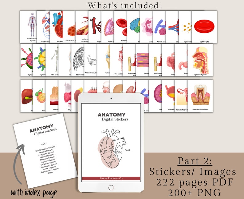 300+ Anatomy Stickers Bundle, Anatomy Organ Images, Goodnotes Stickers ...